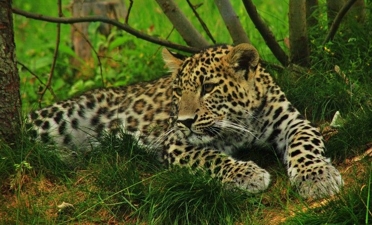 Rare Persian leopard pair sighted in Pakistan - EasternEye