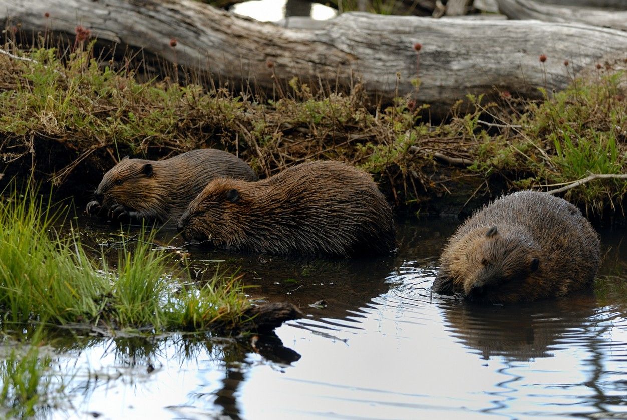 Britain may bring back beavers after four centuries - EasternEye