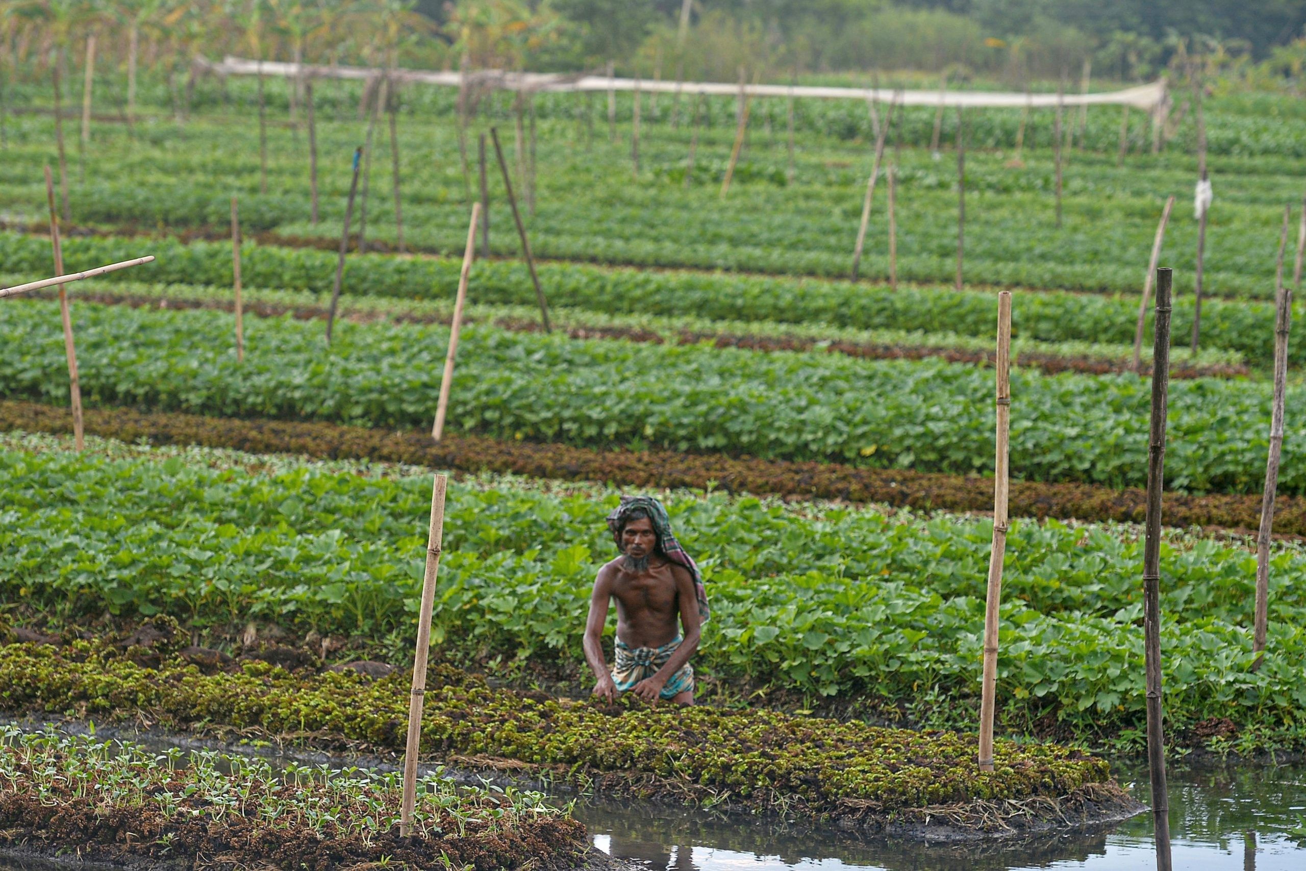 Floating farms, salt-resistant rice: Bangladeshis adapt to survive ...