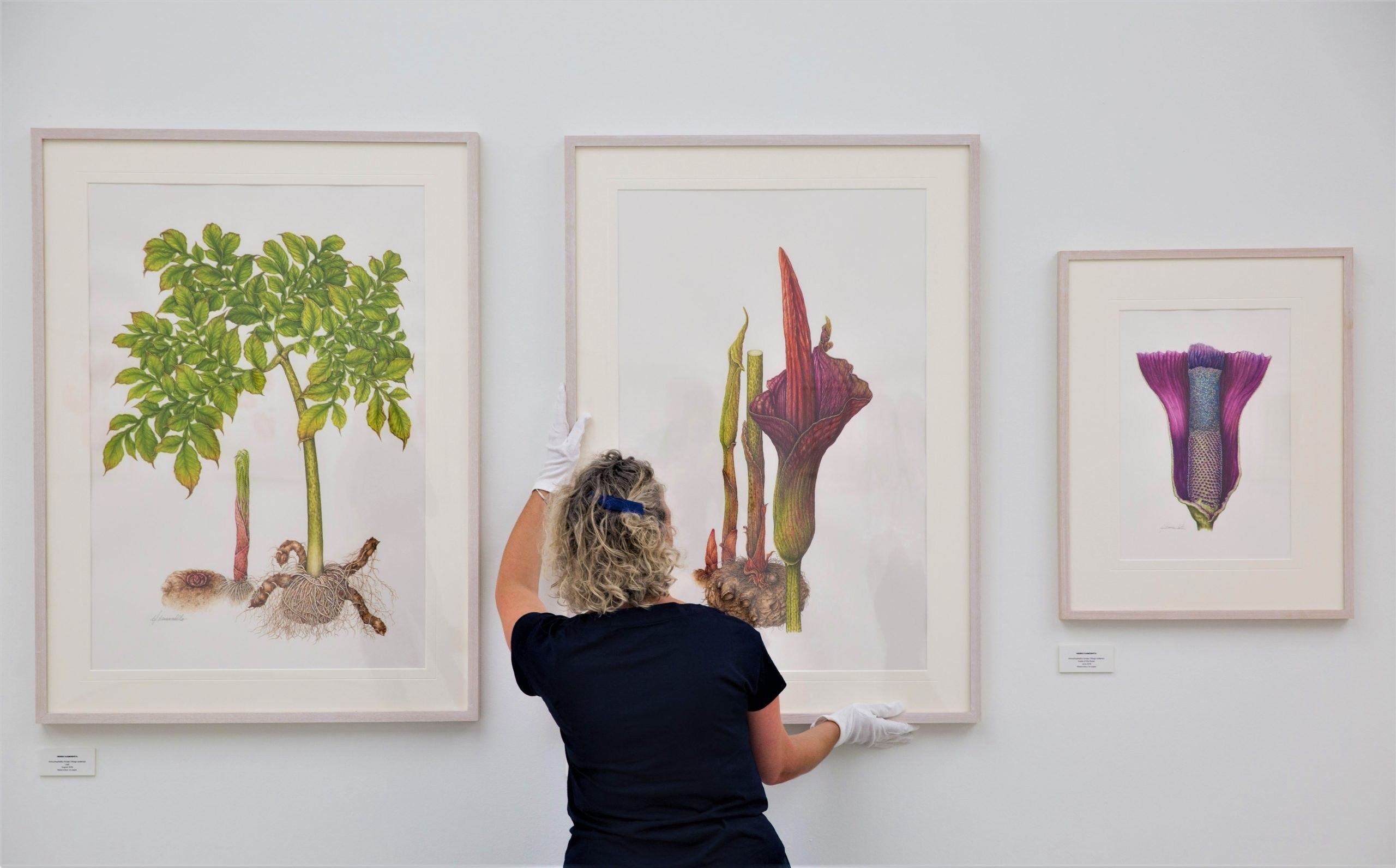 Blurry line between realistic botanical art and photography - EasternEye