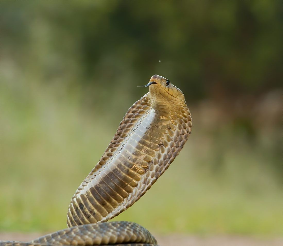 ‘Absolute hero’: South African pilot safely lands plane after cobra ...