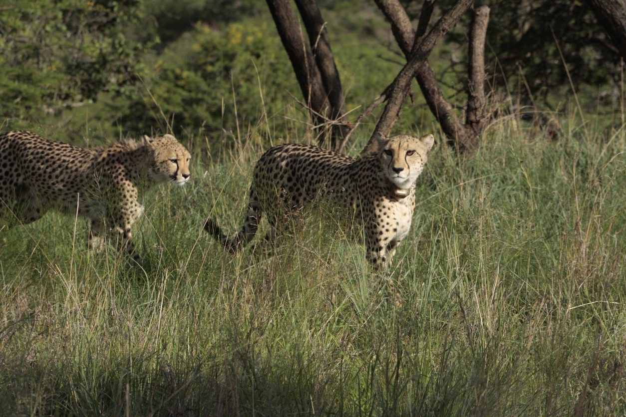 Cheetah deaths in India's Kuno park due to blood poisoning from radio ...