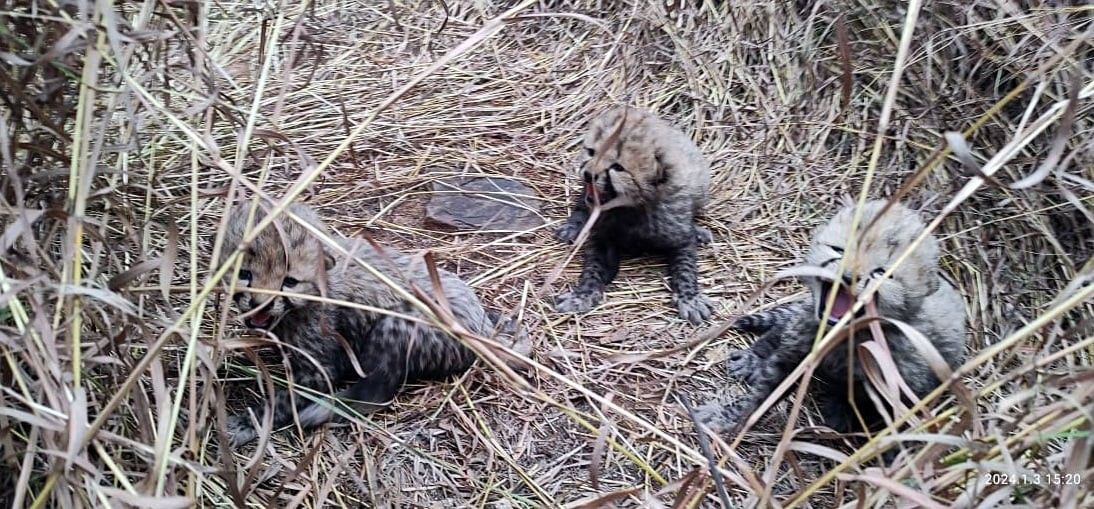 Namibian cheetah gives birth to three cubs at India's Kuno park ...