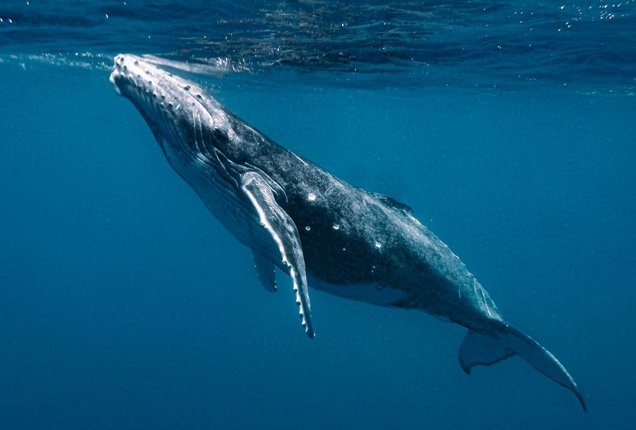 Marine heatwave triggers devastating decline in North Pacific humpback ...