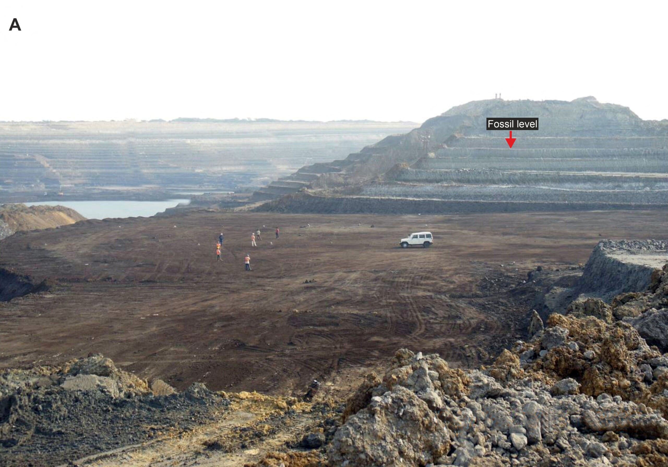 Fossils of possibly the largest snake ever discovered in India - EasternEye