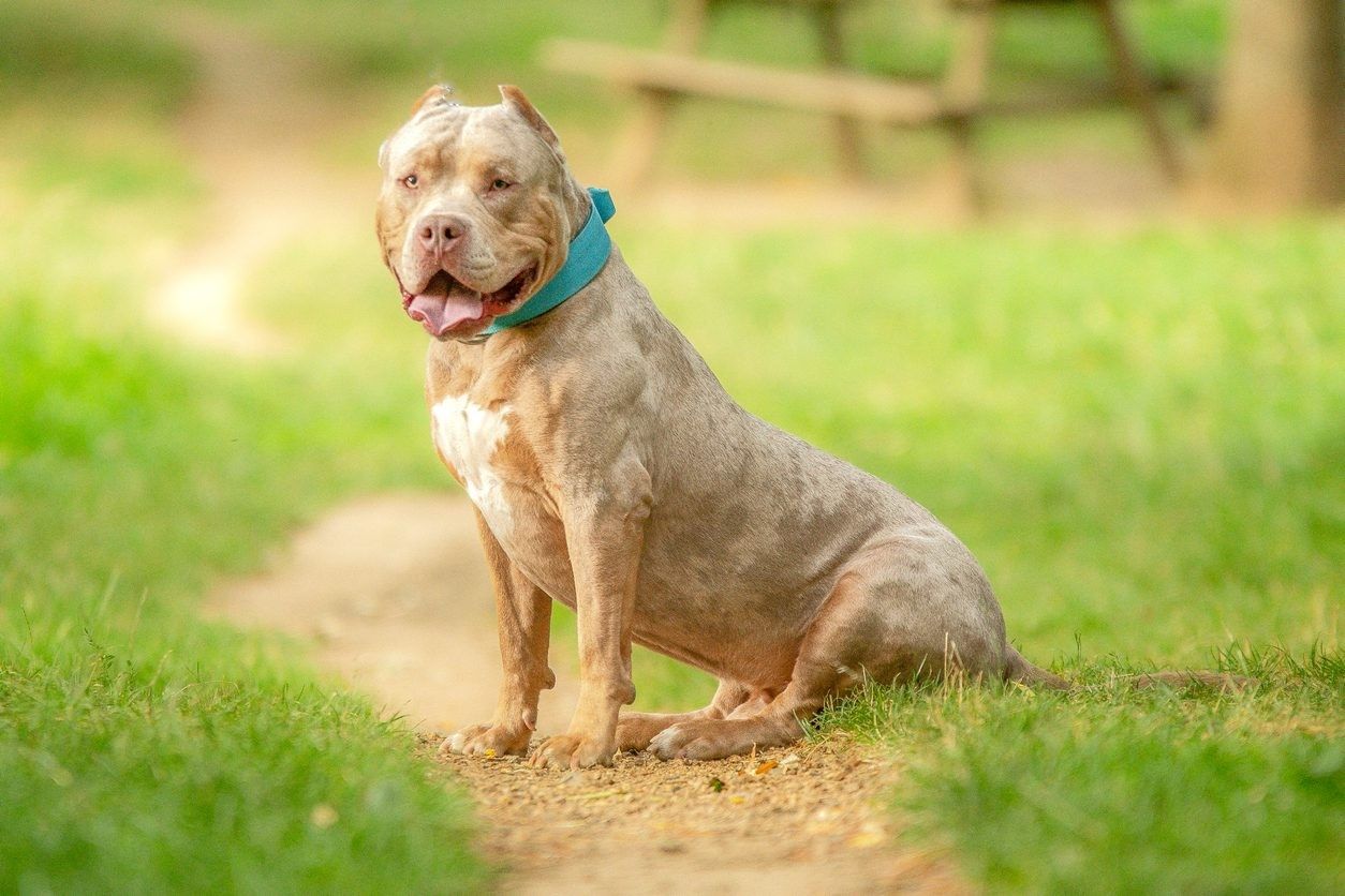 Woman dies in attack by her XL bully dogs - EasternEye