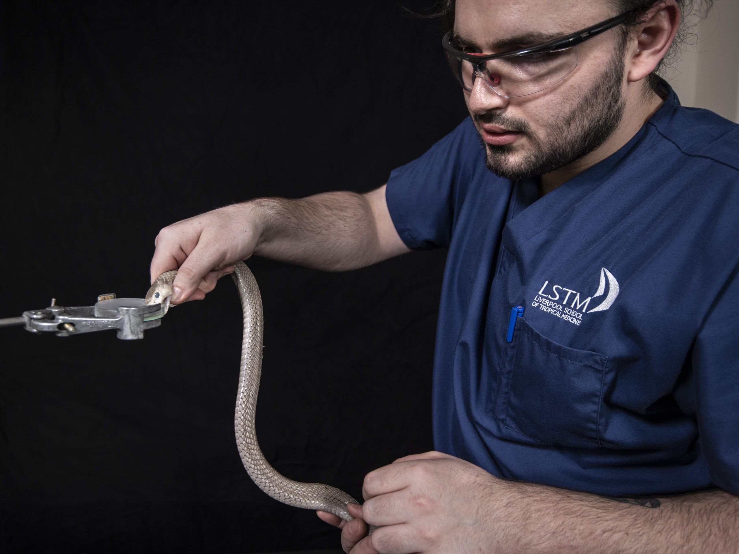 Researchers discover cost-effective antidote for cobra venom - EasternEye